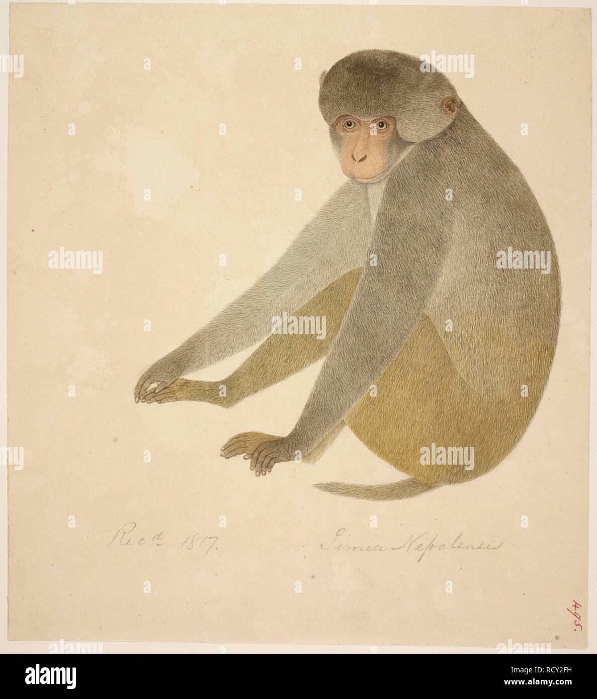 Assamese monkey hi-res stock photography and images - Alamy