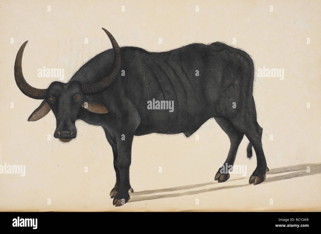 Asian Water Buffalo Drawing