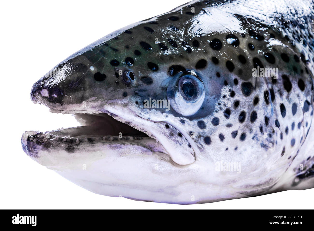 Salmon fish isolated on white background. Fresh wild salmon isolated on ...