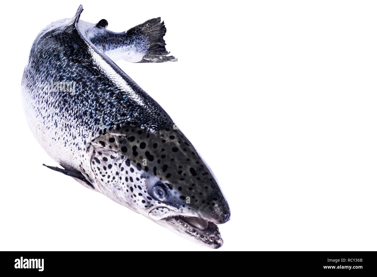 Salmon fish isolated on white background. Fresh wild salmon isolated on ...