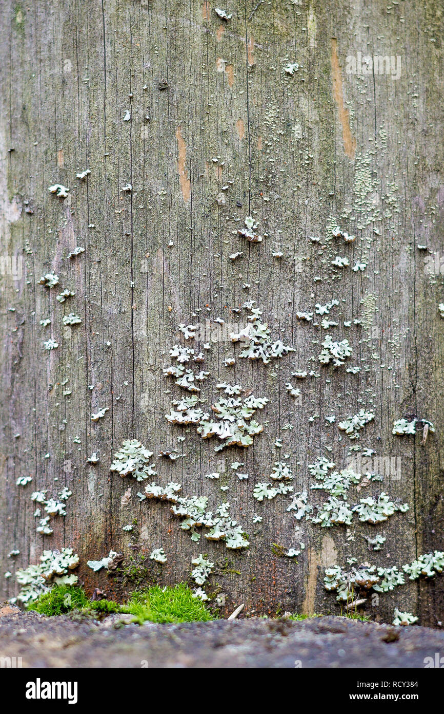 Natural still life in the spring forest with different types of moss ...