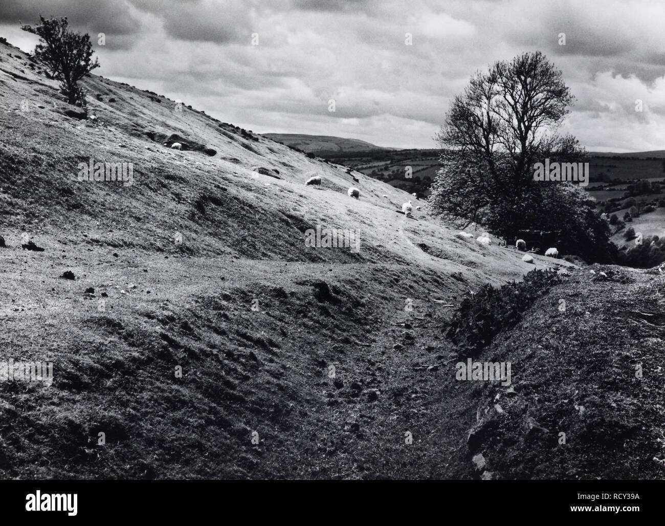 Aberedw Hill; ruins with sheep 1983 Drovers Roads; Wales. Monochrome ...