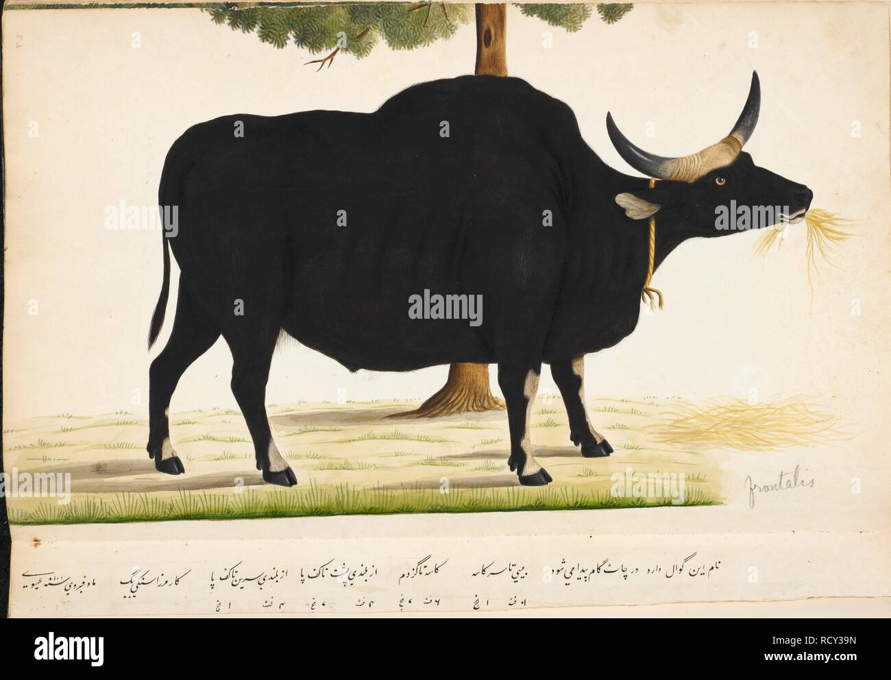 Gayal hi-res stock photography and images - Alamy