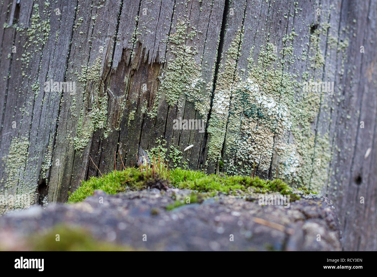 Natural still life in the spring forest with different types of moss ...