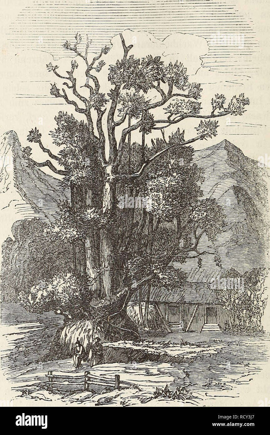 Euphorbia mellifera blumen hi-res stock photography and images - Alamy