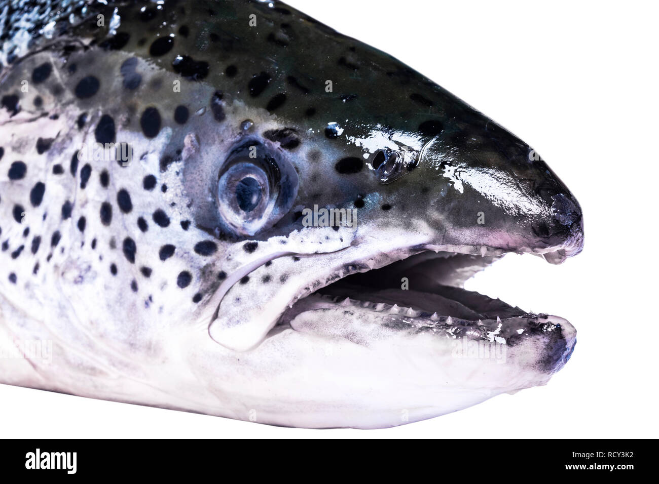 Salmon fish isolated on white background. Fresh wild salmon isolated on ...
