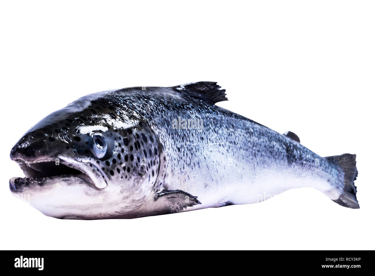 Salmon fish isolated on white background. Fresh wild salmon isolated on ...