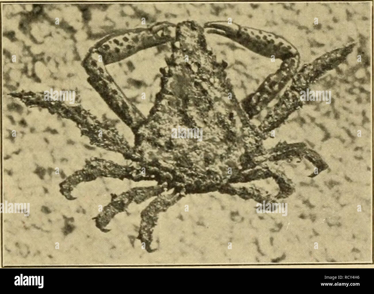 . Decapod Crustacea of Bermuda. Their distribution, variations, and ...