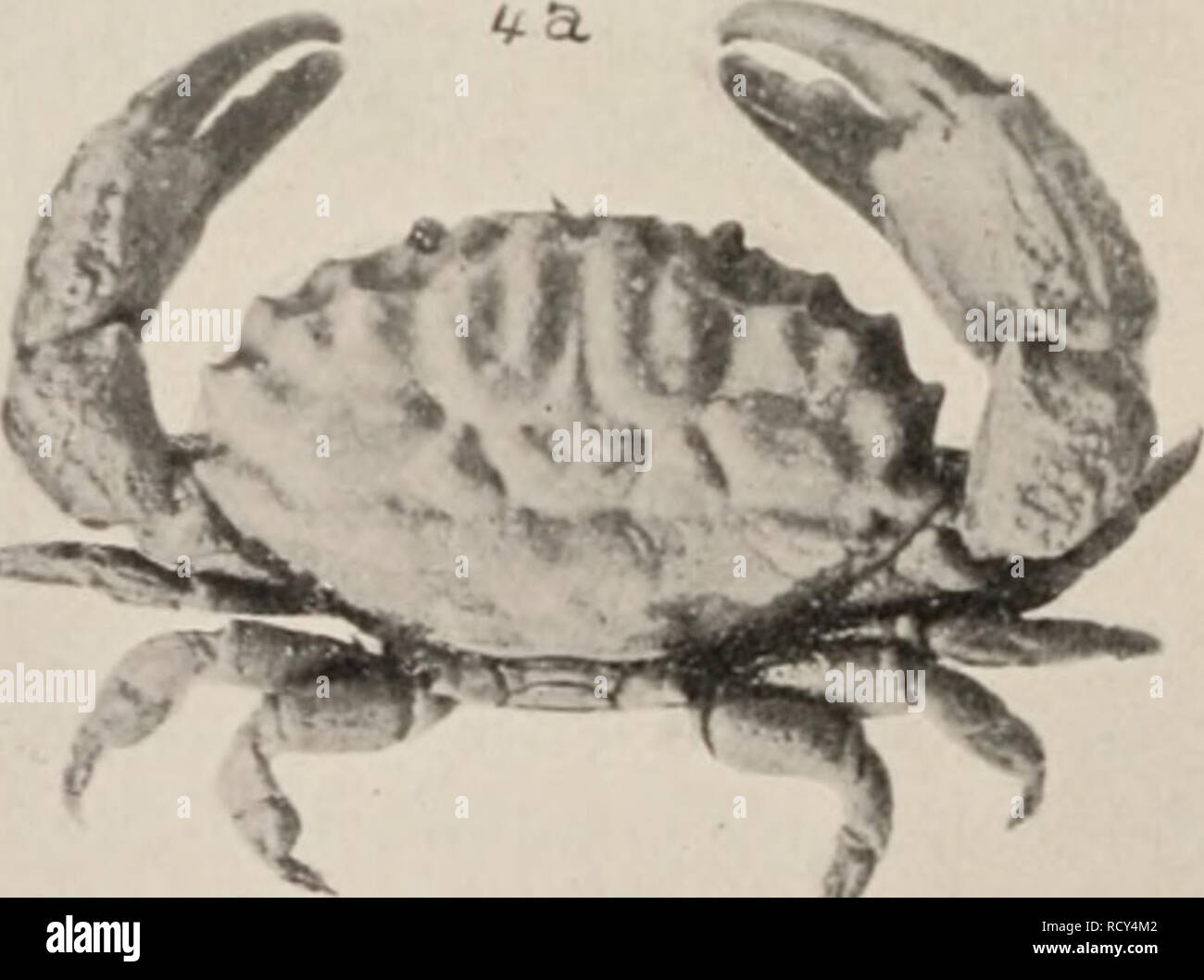 Curacao 1926 hi-res stock photography and images - Alamy