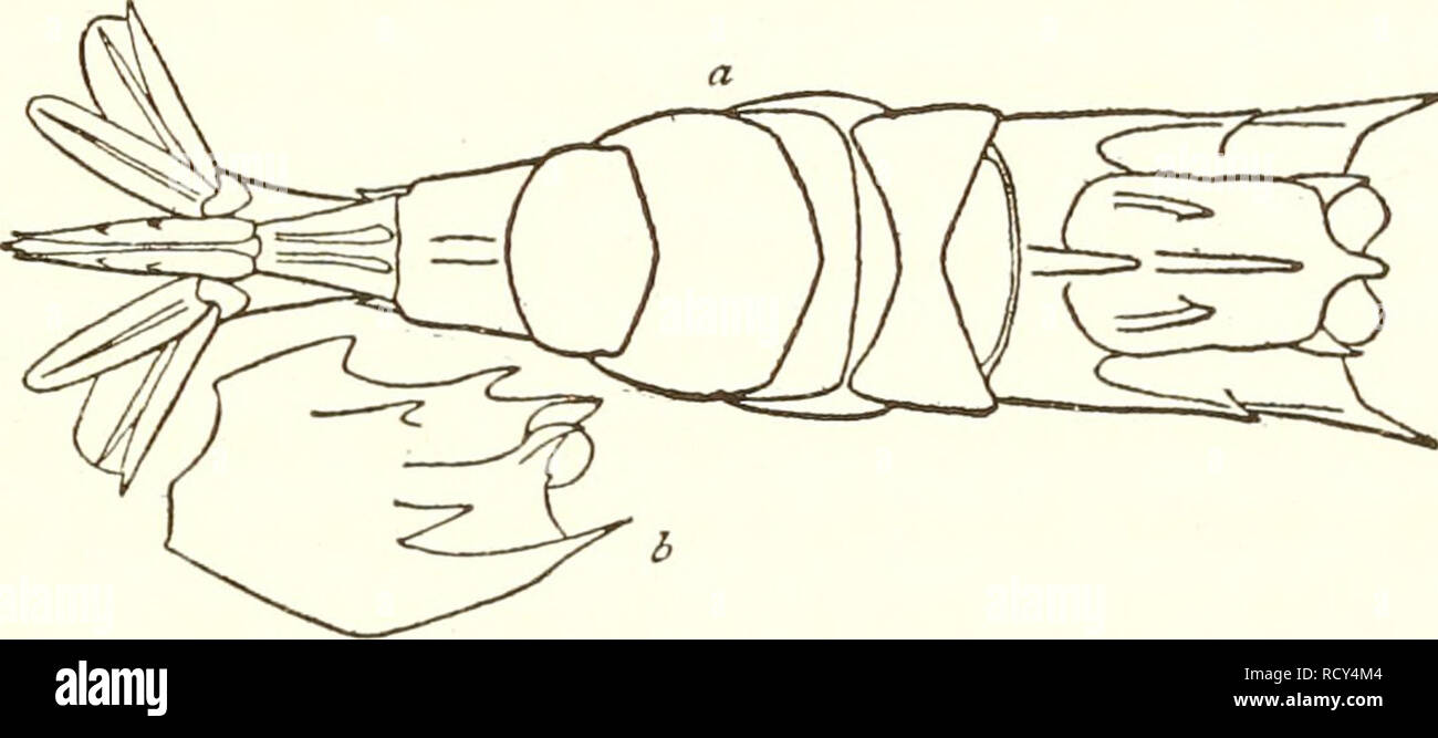 . Decapod crustaceans of the northwest coast of North America ...