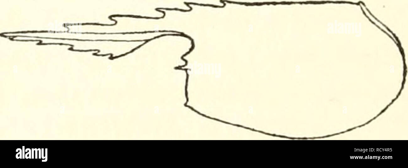 . Decapod crustaceans of the northwest coast of North America ...