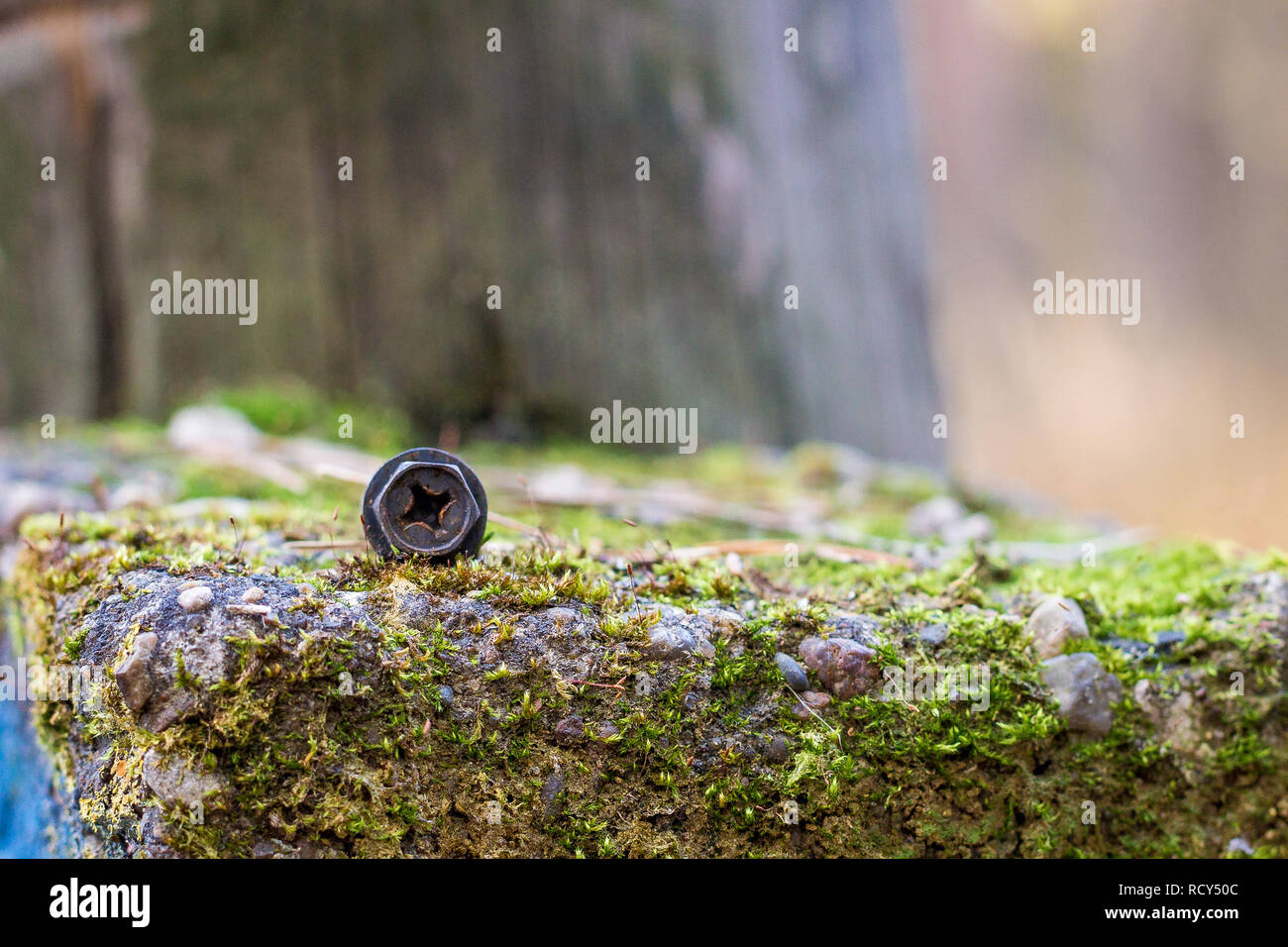 Natural still life in the spring forest with different types of moss ...