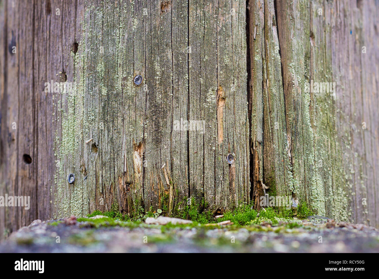 Natural still life in the spring forest with different types of moss ...