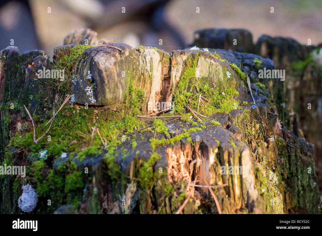 Natural still life in the spring forest with different types of moss ...