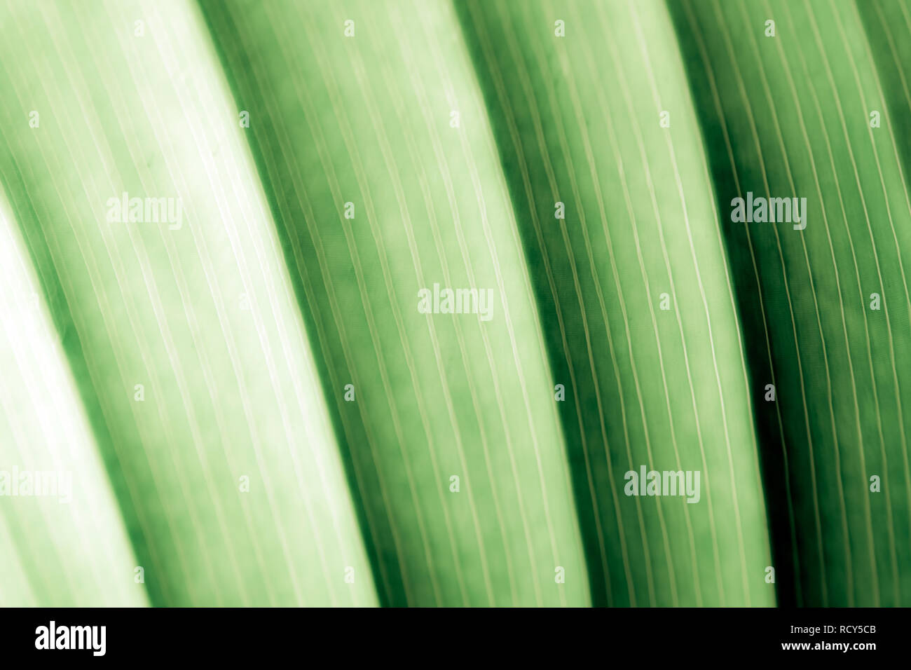 Texture on surface of Cigar plant leaf, green background Stock Photo ...