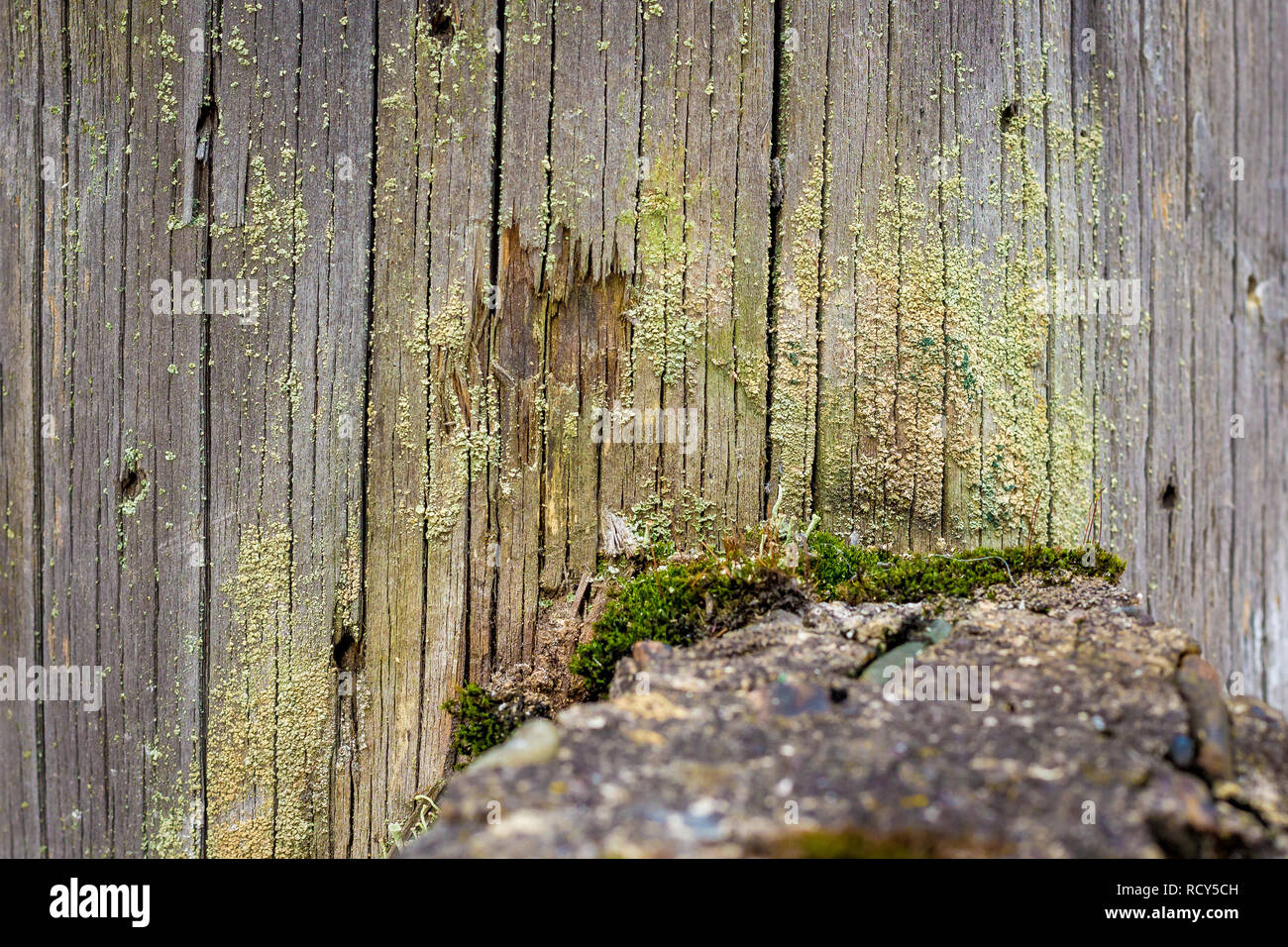 Natural still life in the spring forest with different types of moss ...