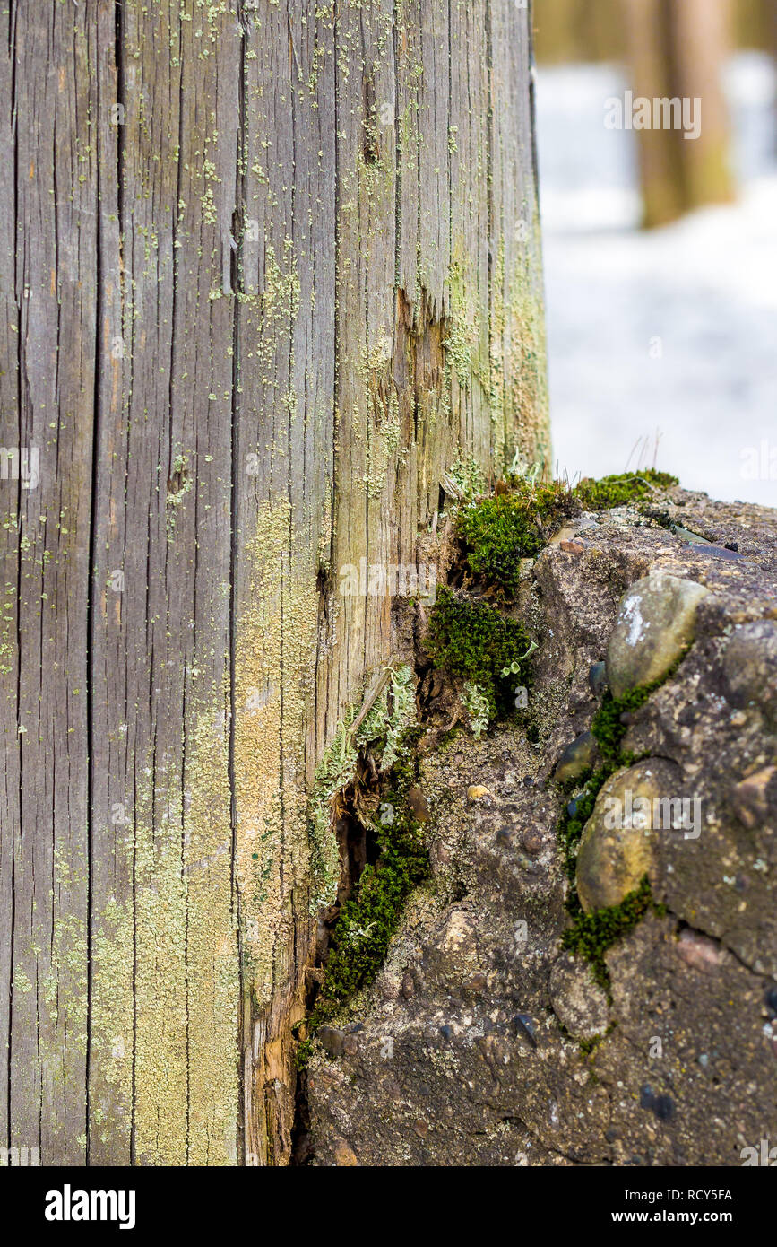Natural still life in the spring forest with different types of moss ...