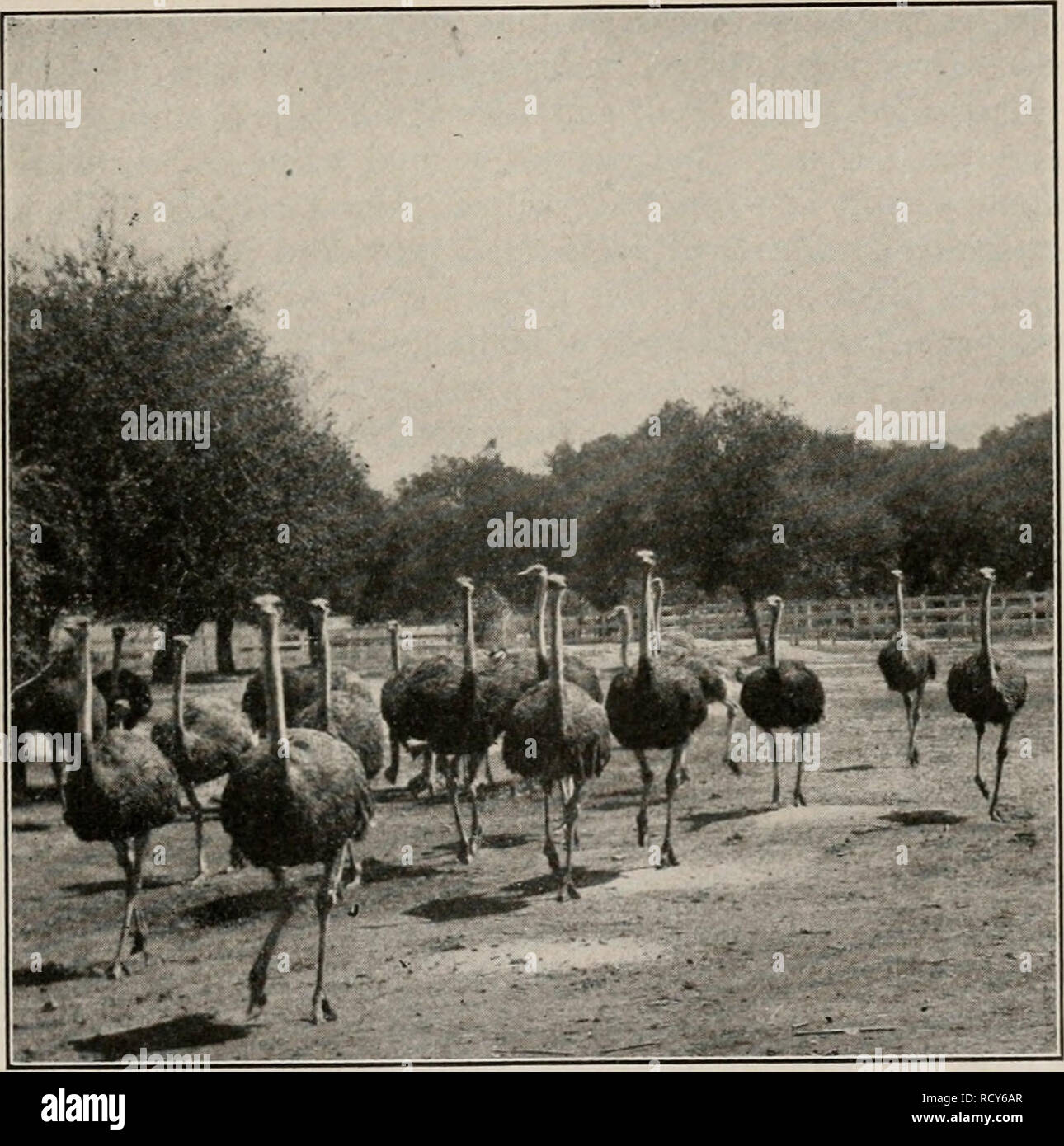 . Elementary textbook of economic zoology and entomology. Zoology; Insect pests. BIRDS 279 ...