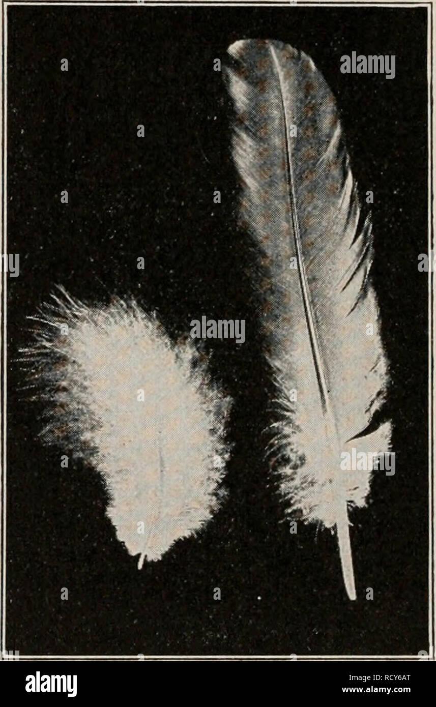 Body Covering Of Feathers High Resolution Stock Photography and Images ...