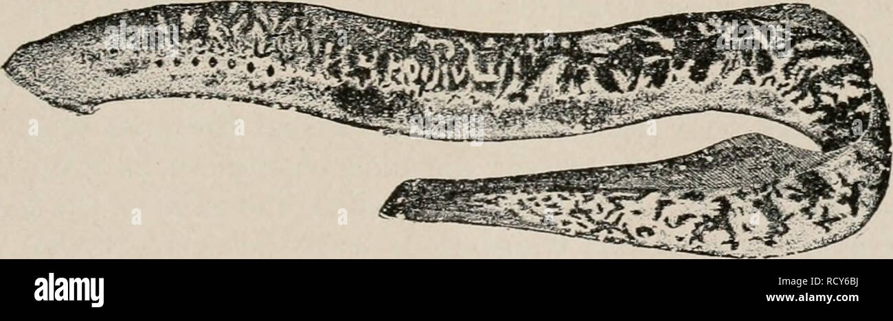 Hag fish hi-res stock photography and images - Alamy