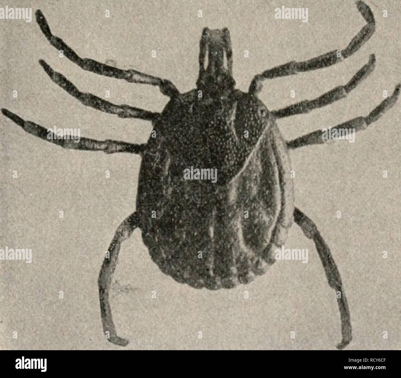 Mature ticks hi-res stock photography and images - Alamy