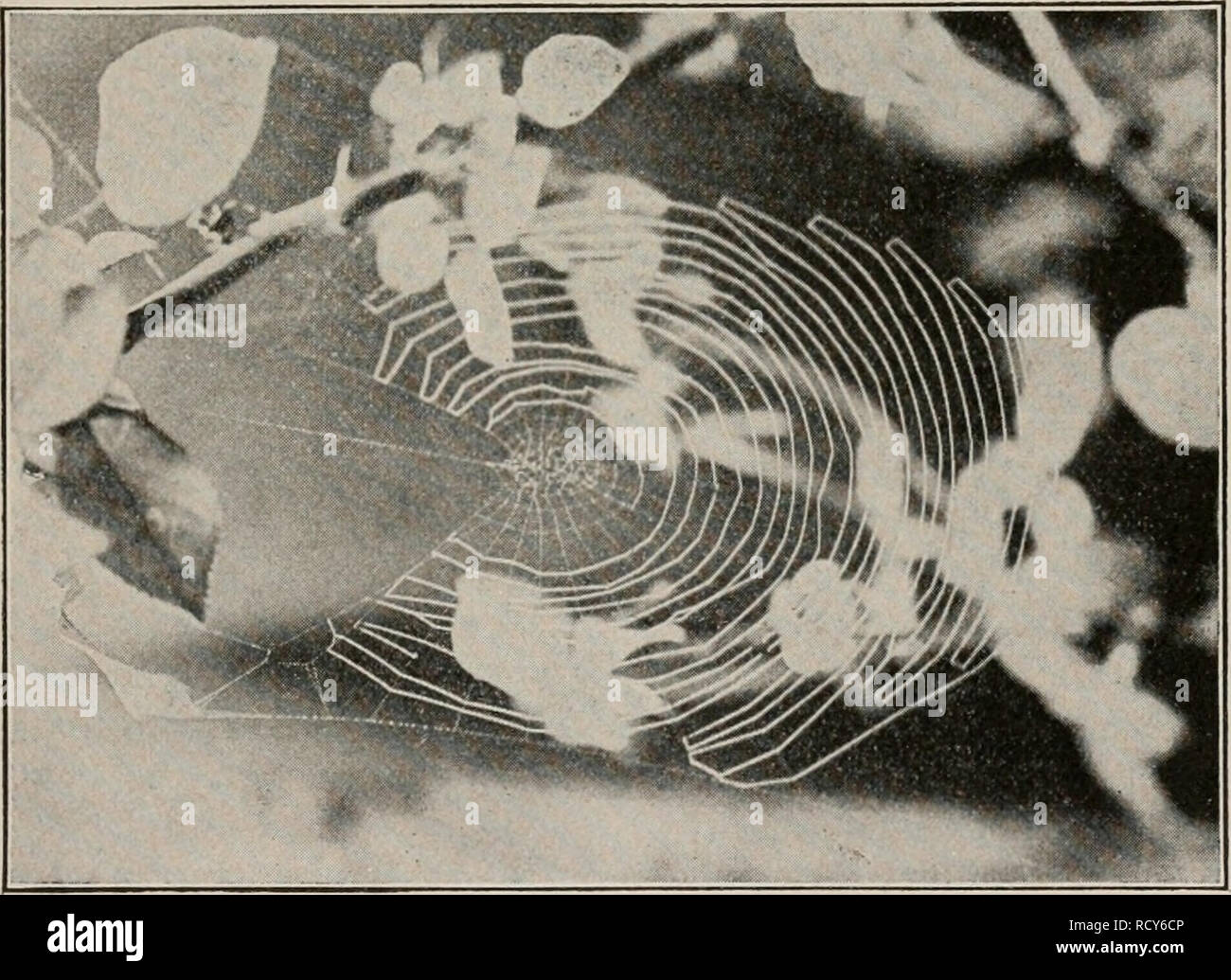 Half man half insect hi-res stock photography and images - Alamy