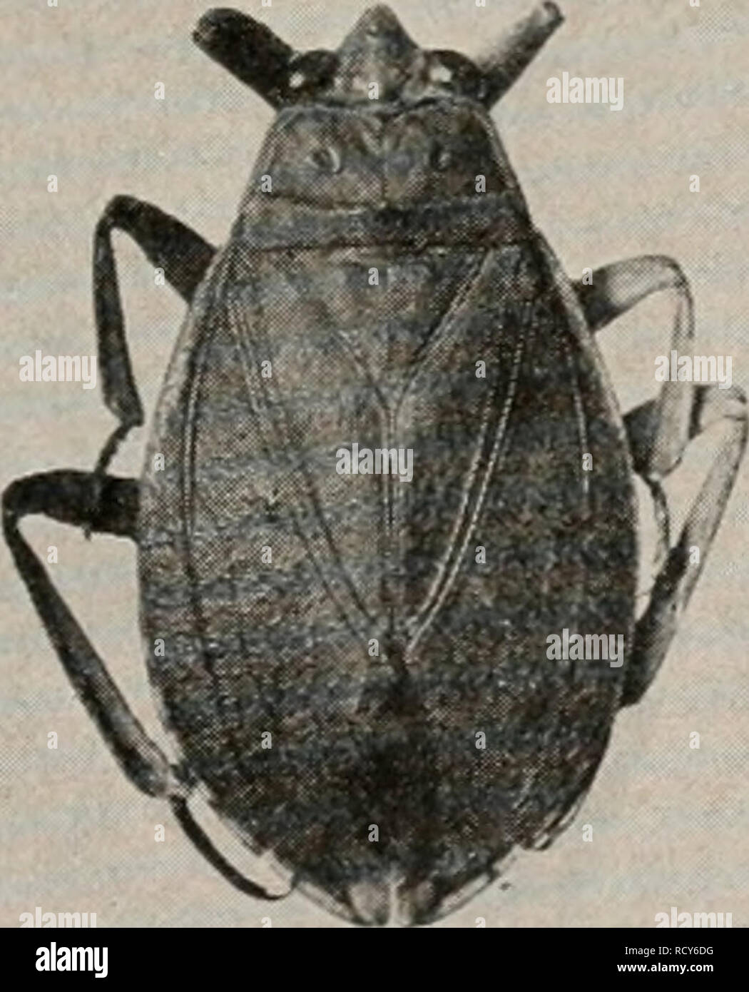 . Elementary textbook of economic zoology and entomology. Zoology ...
