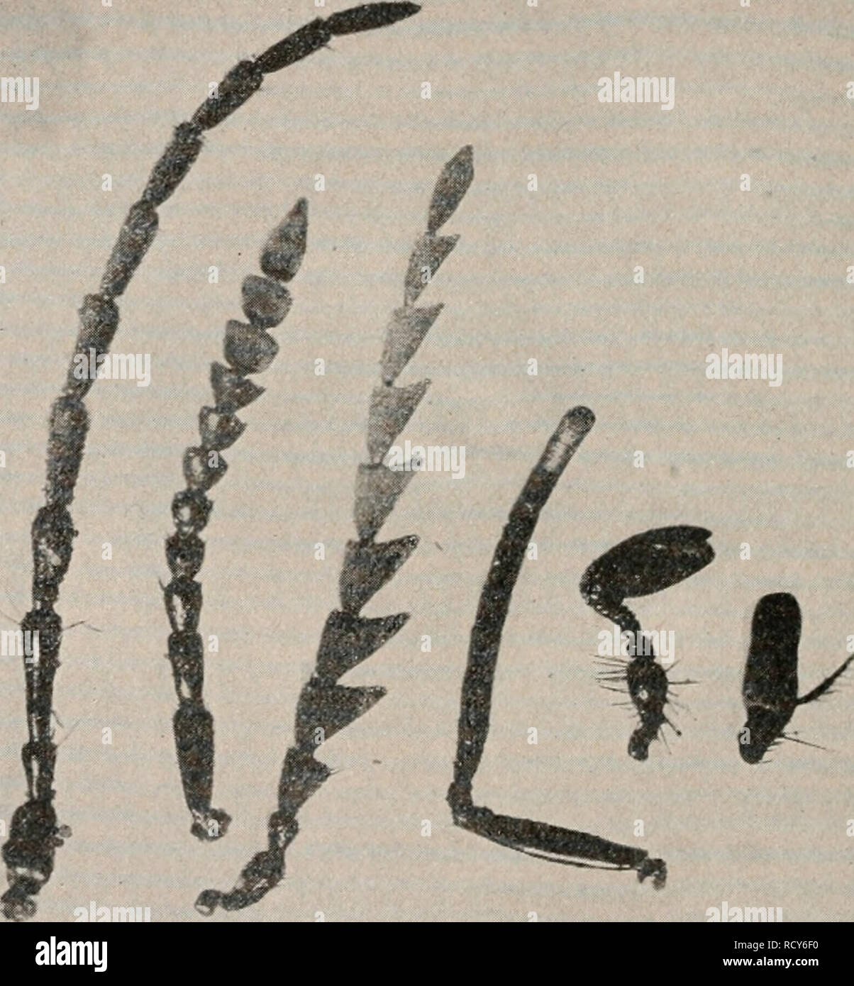 . Elementary textbook of economic zoology and entomology. Zoology ...