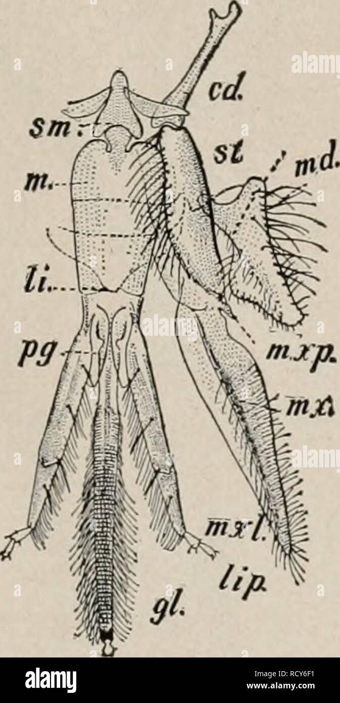 . Elementary textbook of economic zoology and entomology. Zoology ...