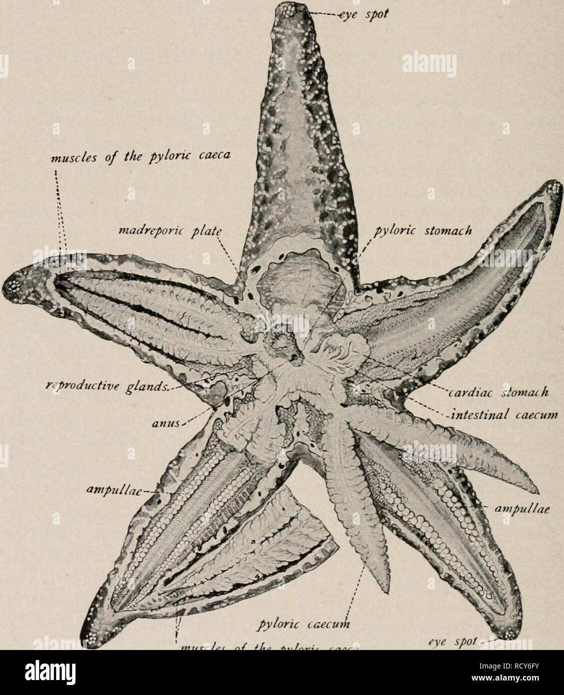 Starfish stomach hi-res stock photography and images - Alamy