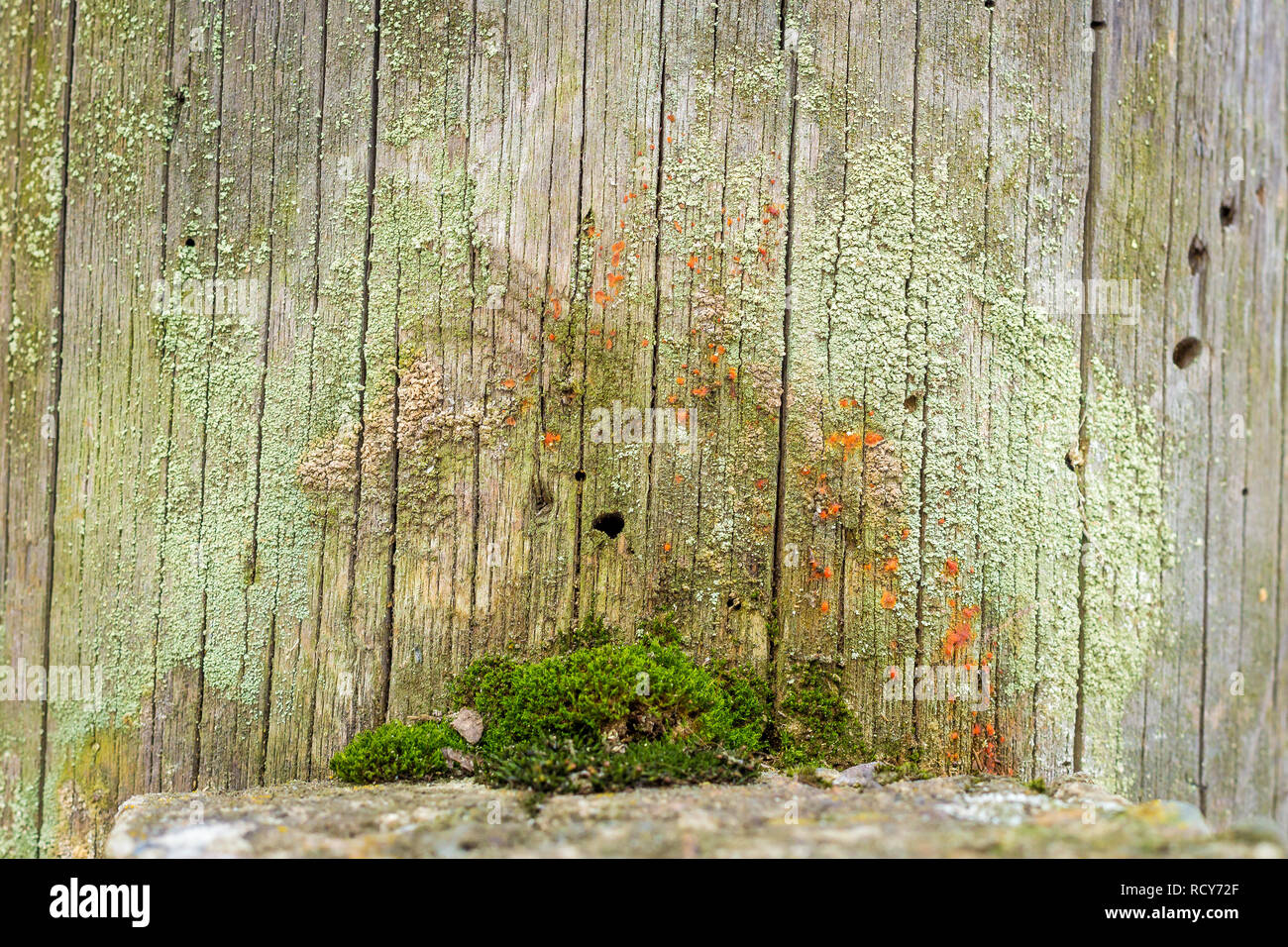 Natural still life in the spring forest with different types of moss ...