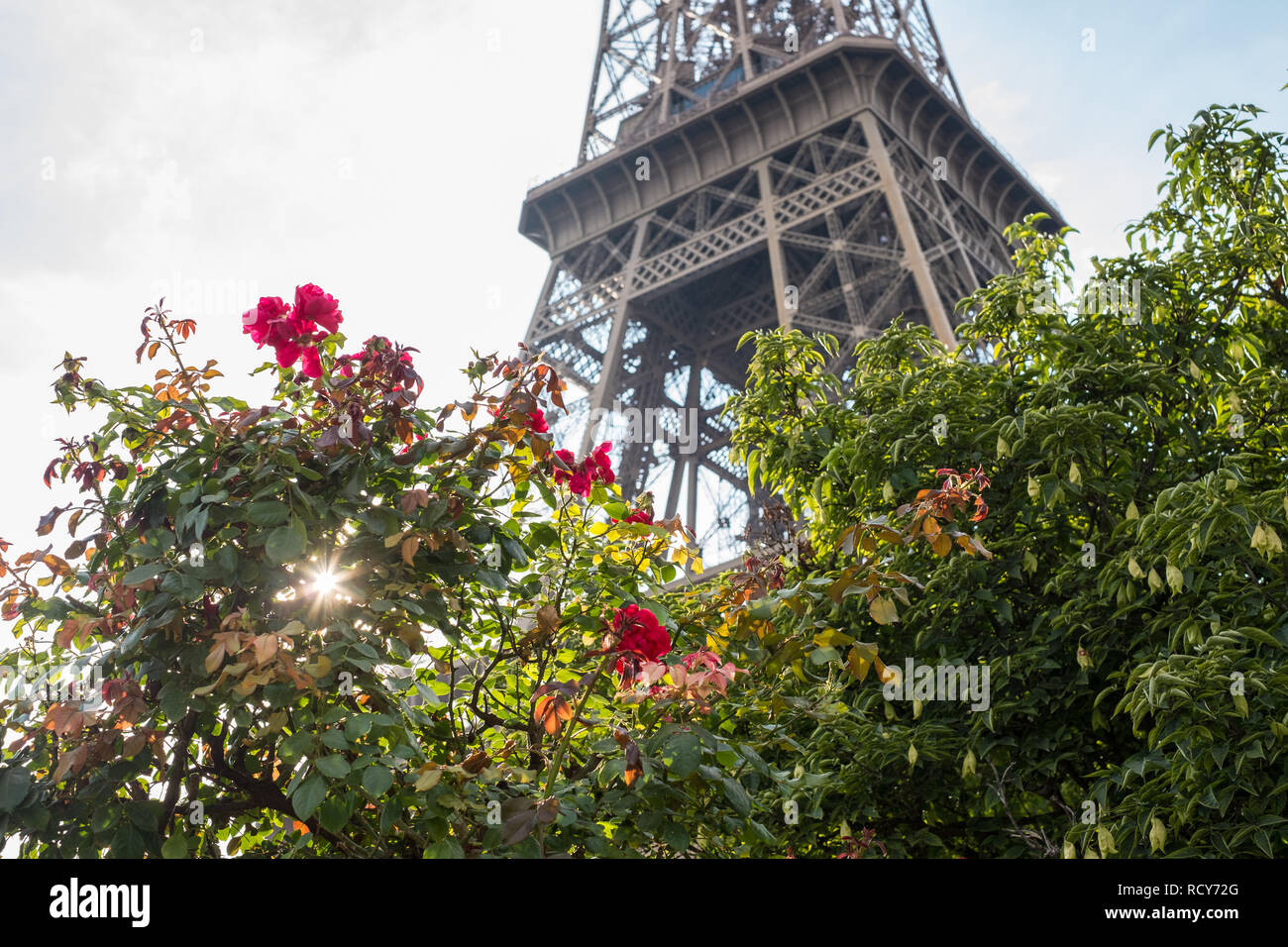 Red rose eiffel tower hi-res stock photography and images - Alamy