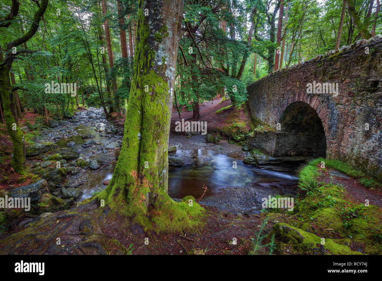 Tollymore forest hi-res stock photography and images - Alamy