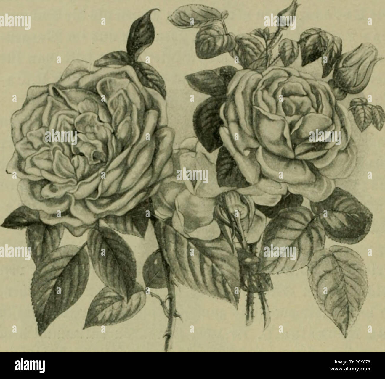 Rosa indica fragrans hi-res stock photography and images - Alamy