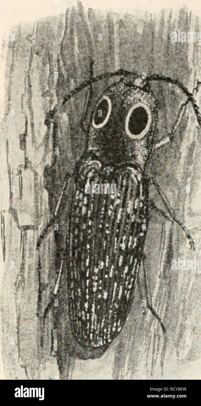 . Elementary entomology. Insects. 146 ELEMENTARY ENTOMOLOGY a ...