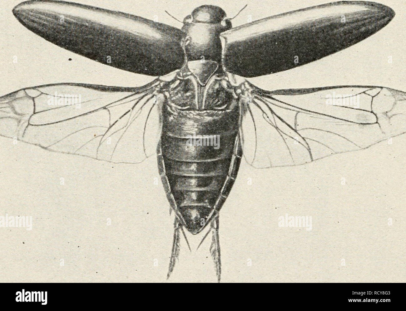 . Elementary entomology. Insects. CHAPTER XII THE BEETLES (COLEOPTERA ...