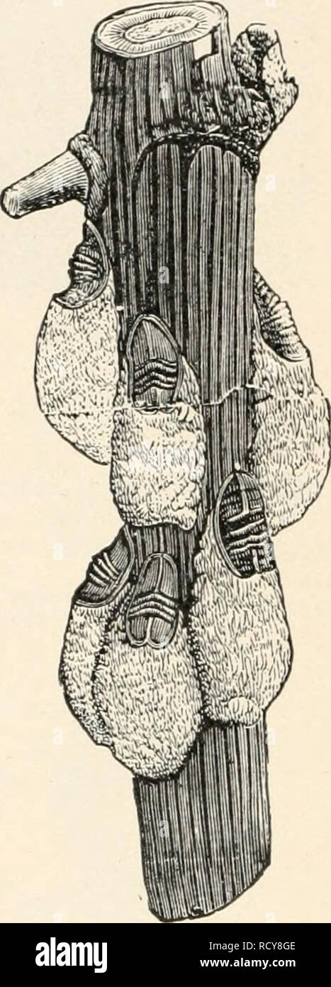 Scale insect maple hi-res stock photography and images - Alamy