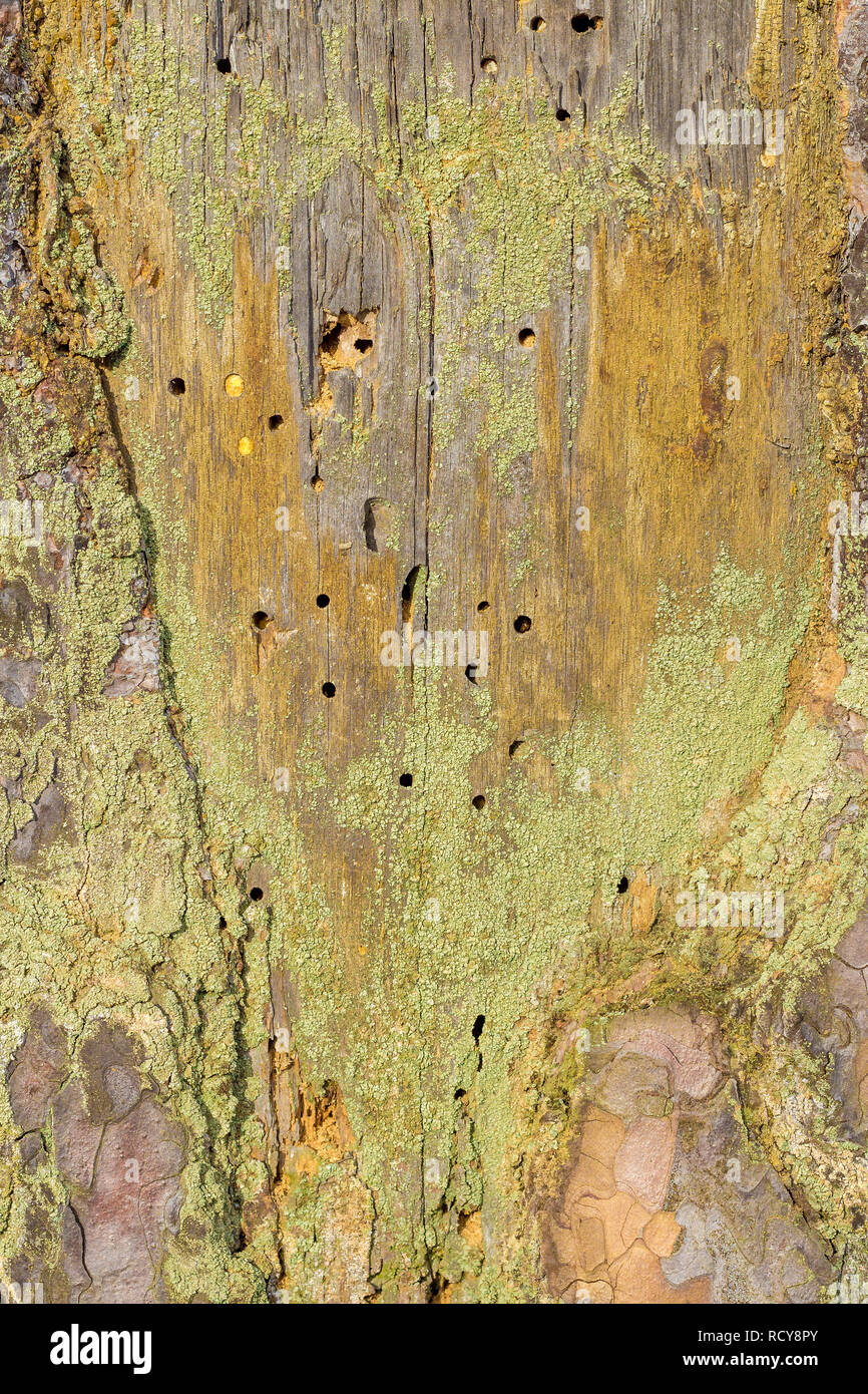 Natural still life in the spring forest with different types of moss ...