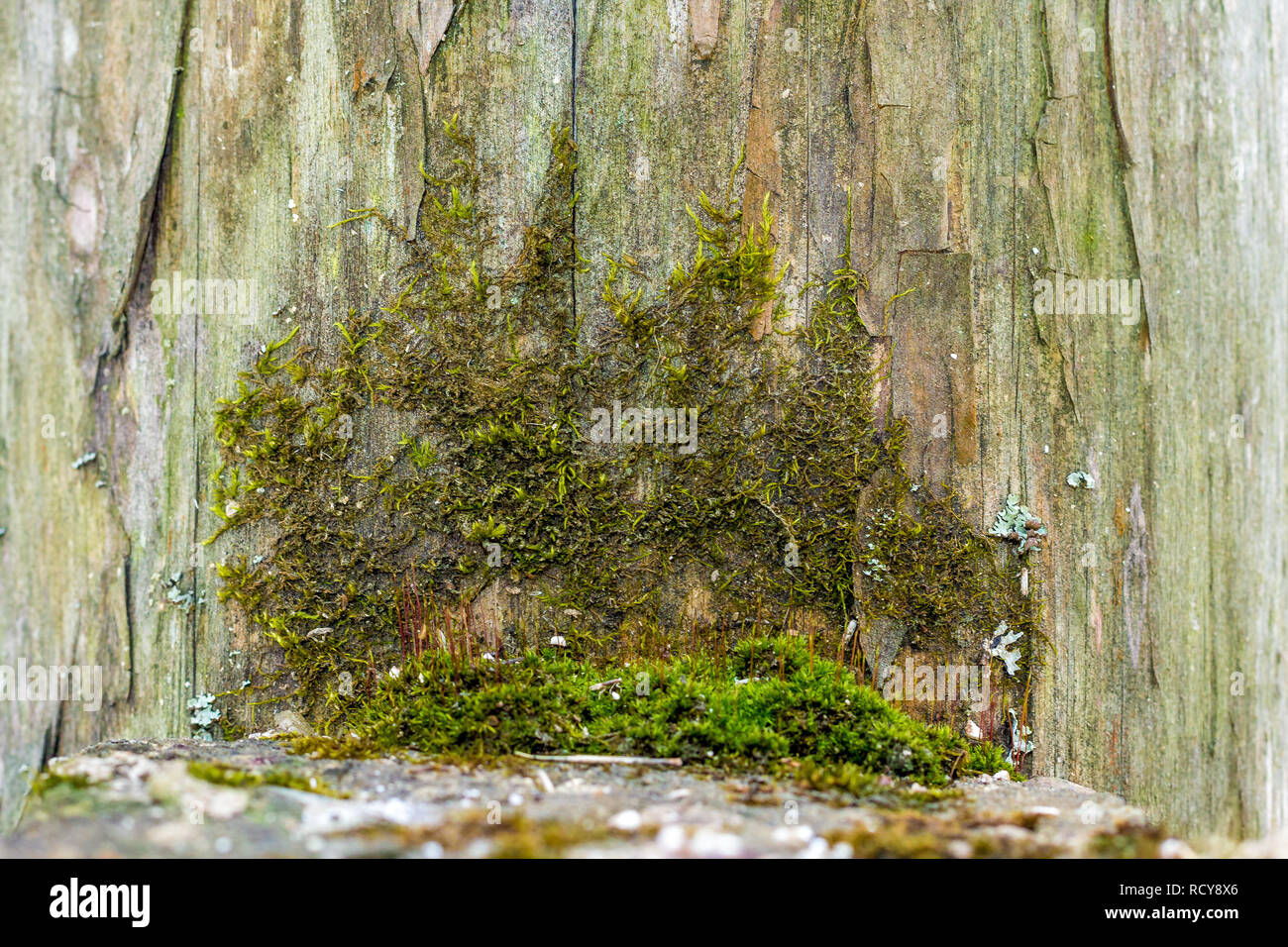 Natural still life in the spring forest with different types of moss ...