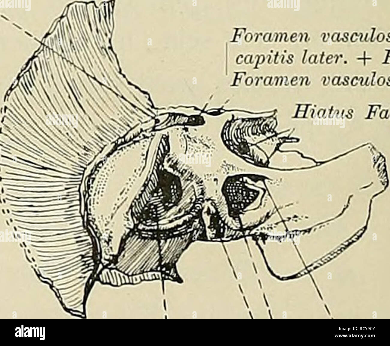 Transversi hi-res stock photography and images - Alamy