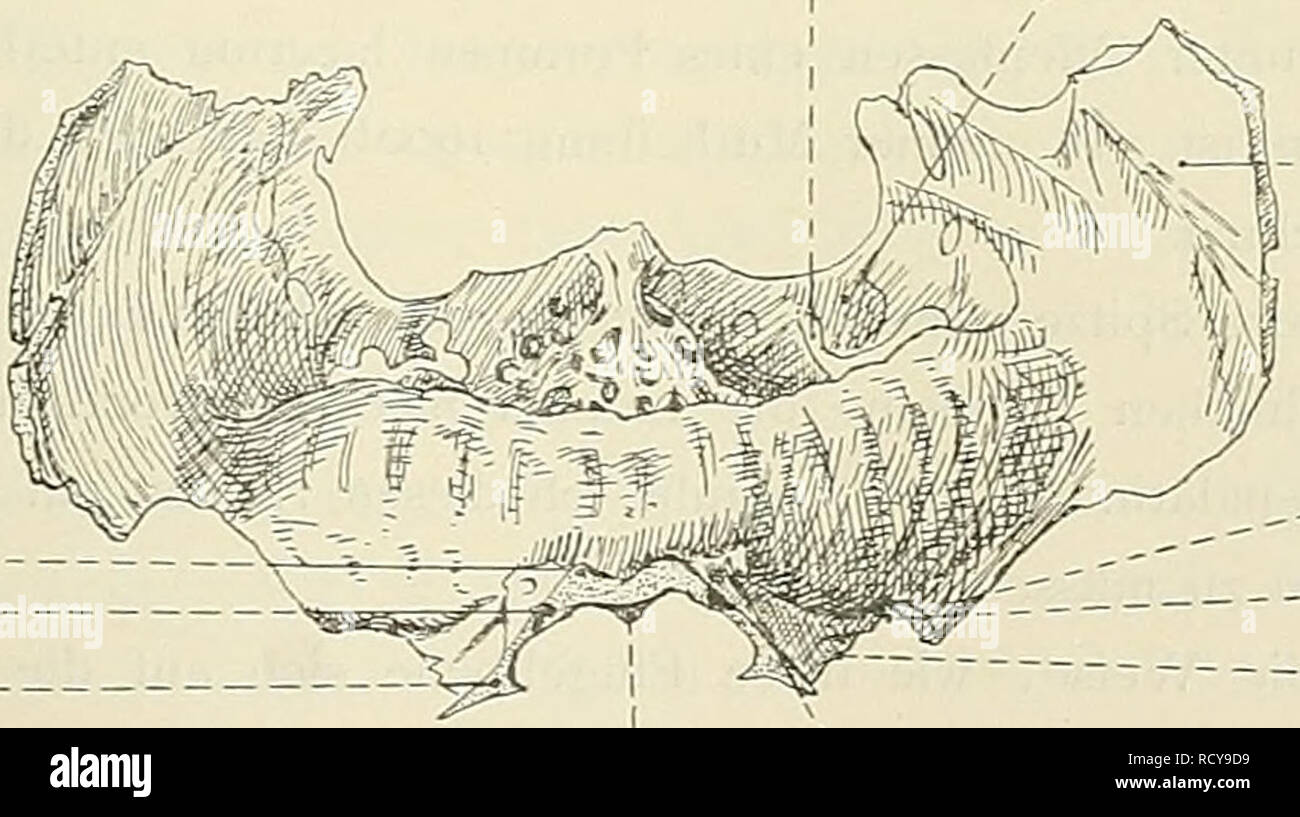 . Denkschriften der Medicinisch-Naturwissenschaftlichen Gesellschaft zu ...