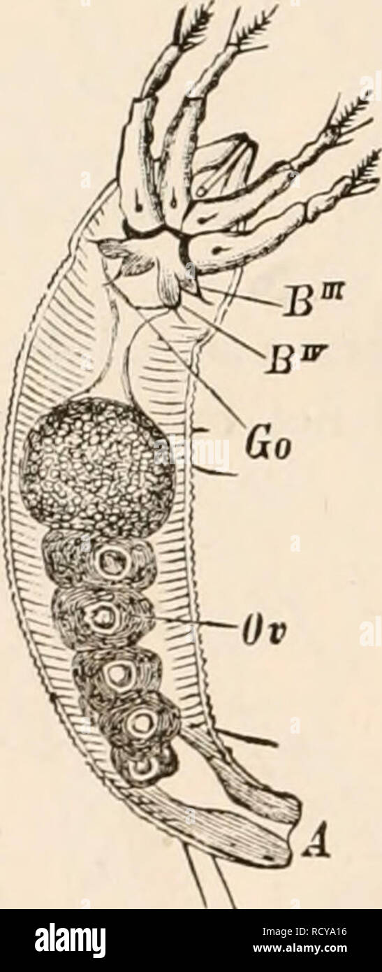 Larval water mites hi-res stock photography and images - Alamy