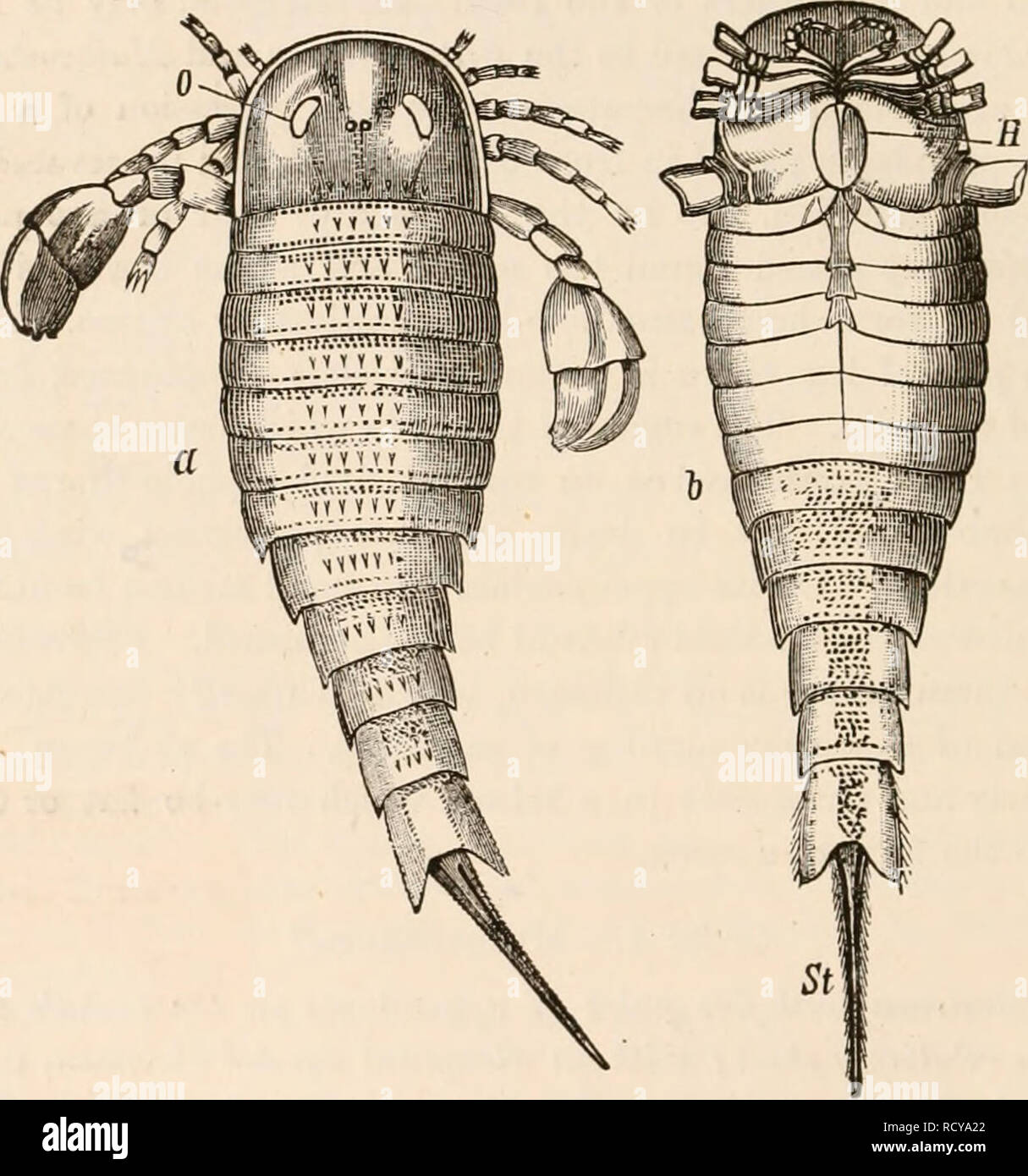 Pterygotus Vs Brontoscorpio