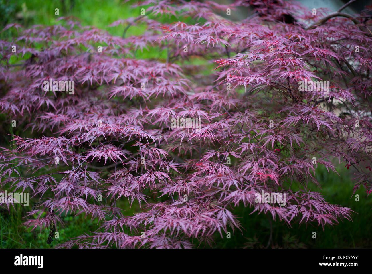 Mapple garden hi-res stock photography and images - Alamy