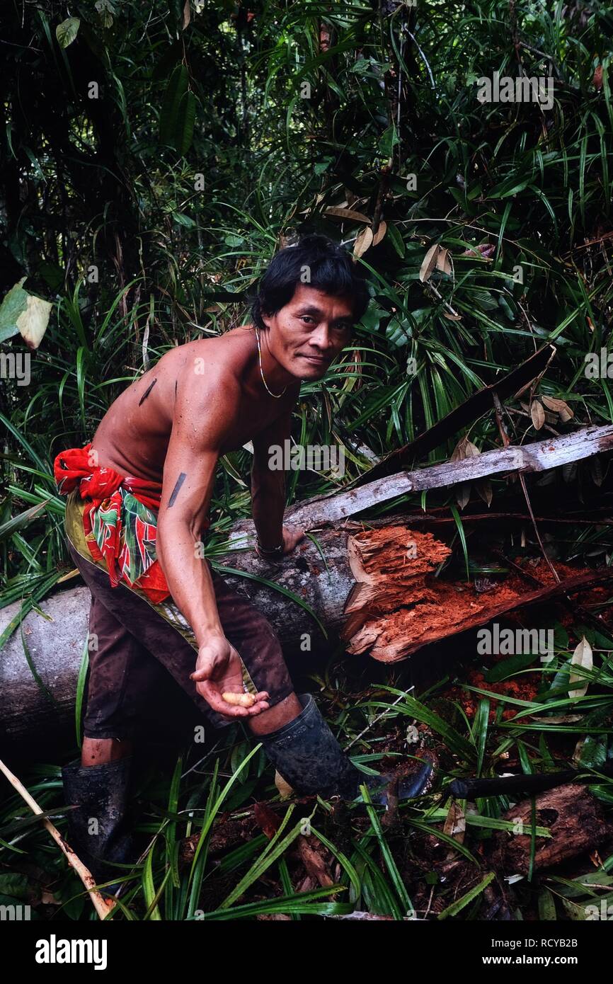 Muara Siberut, Mentawai Islands / Indonesia - Aug 15 2017: Tribal ...