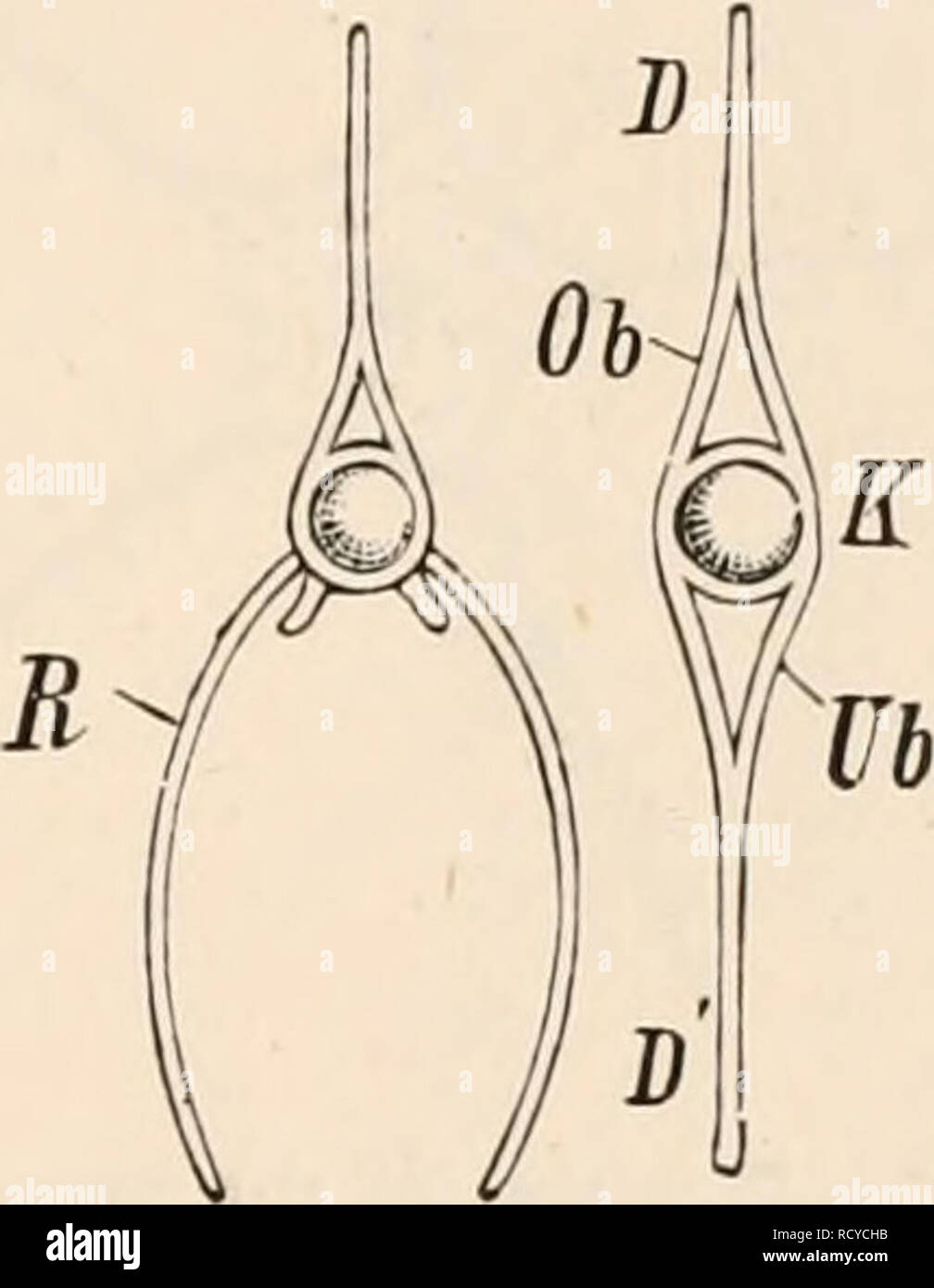 Vertebral column fish hi-res stock photography and images - Alamy
