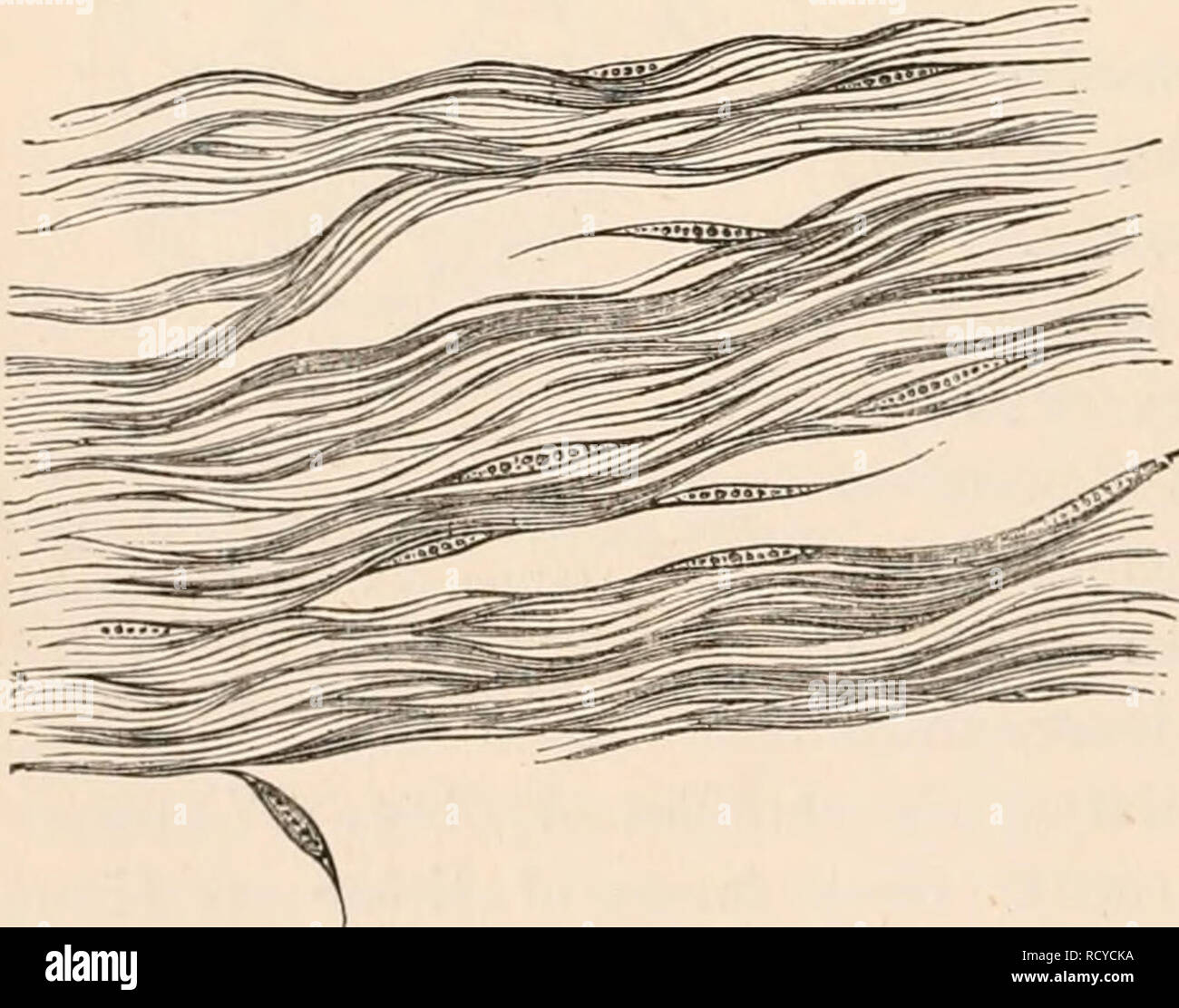 Reticular connective tissue hi-res stock photography and images - Alamy