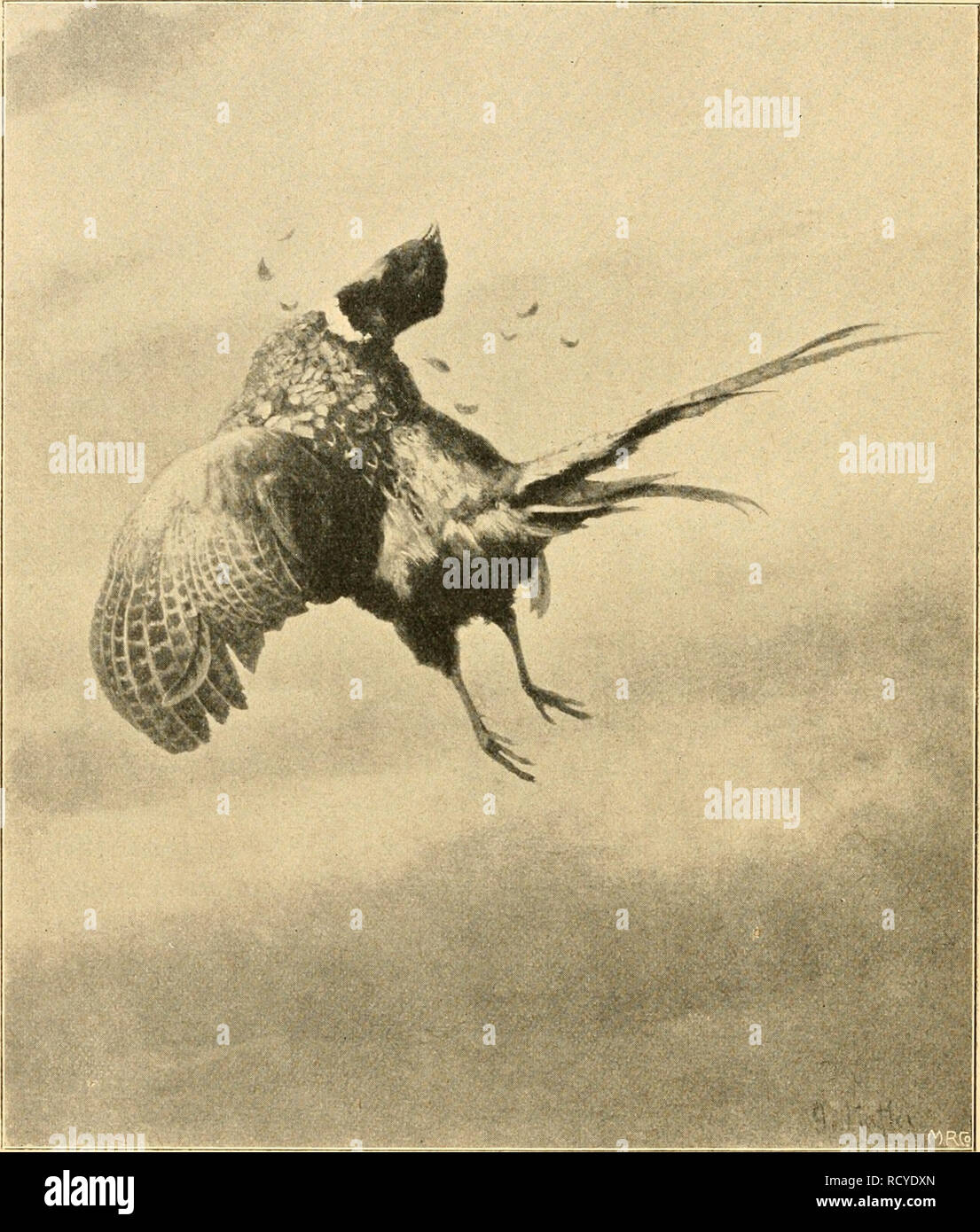 Franz de pocci hi-res stock photography and images - Alamy