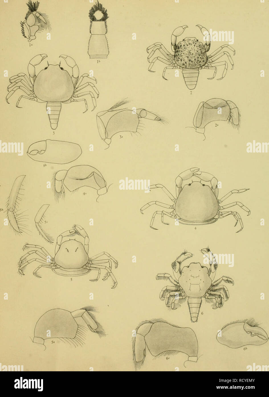 . The Decapoda Brachyura of the Siboga Expedition. Siboga Expedition ...