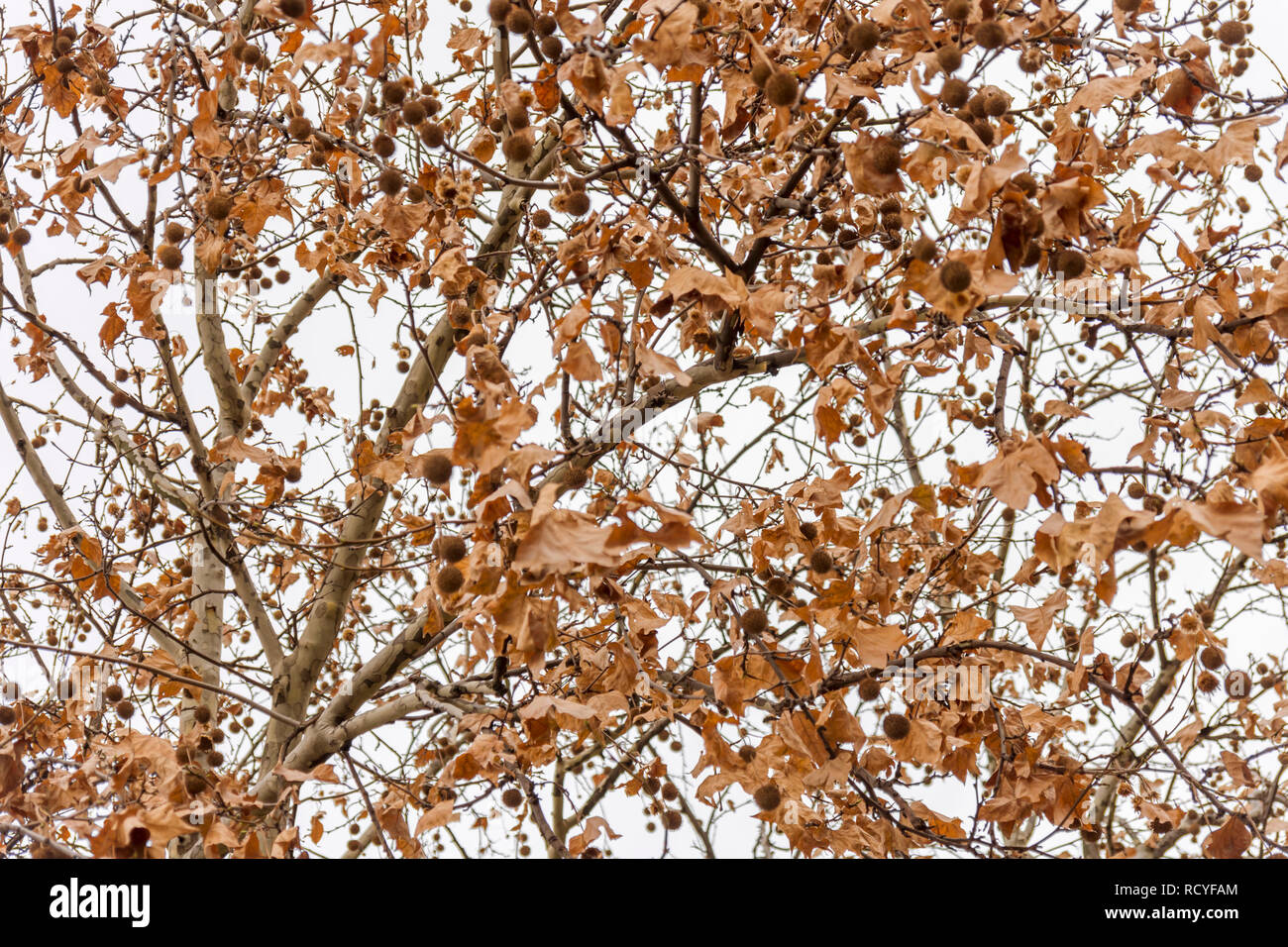 Chestnut tree with white sky and red and brown leaves Stock Photo - Alamy